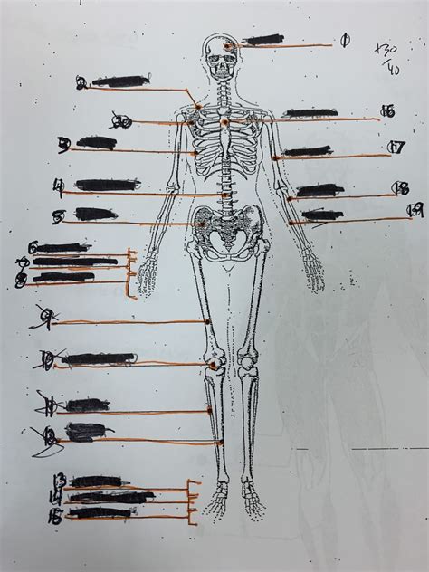 Bones Diagram Quizlet