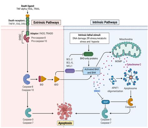 Hallmarks And Significance Of Apoptosis Encyclopedia Mdpi