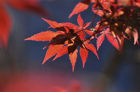 【枫叶摄影图片】单位花园生态摄影 小周摄舟山 太平洋电脑网摄影部落