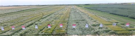 Wheat And Barley Yield Trials 2022 Stamp Seeds