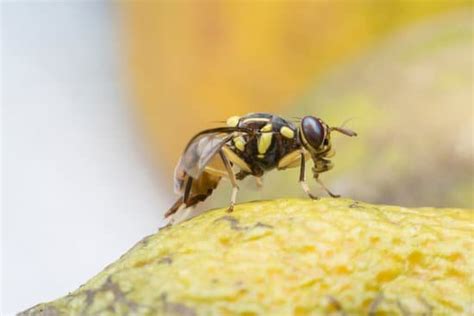 How Do Flies Have Sex Pestwhisperer Com