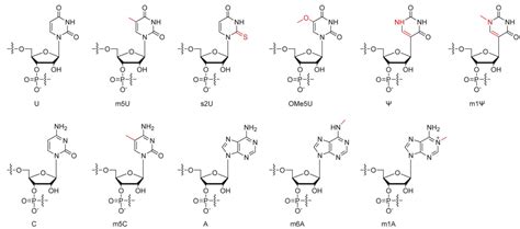 Mrna治疗领域的挑战与前景