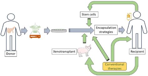 Future Strategies For Successful Outcome Of Human Islet Download