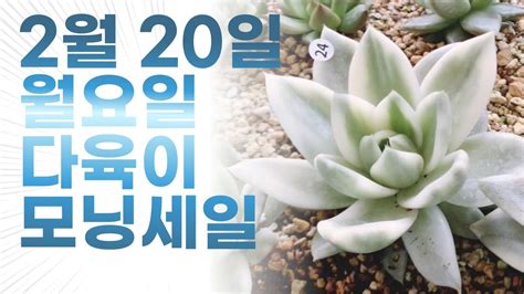 판매완료 2월 20일 💎월요일 다육이 모닝세일💎 다육이 금다육 다육이창 다육이키우기 Youtube
