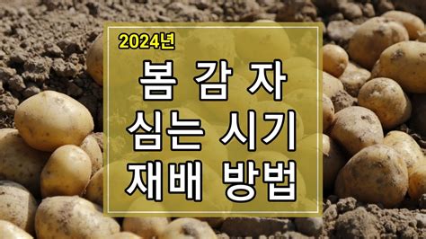 2024년 봄 감자 심는 시기 및 재배방법 알아보기 Youtube