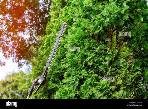 Man Using Hedge Trimmer Stock Photos Man Using Hedge Trimmer Stock Images Alamy