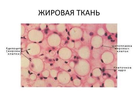 Цитология и гистология Схема плоскостей в теле человека презентация онлайн
