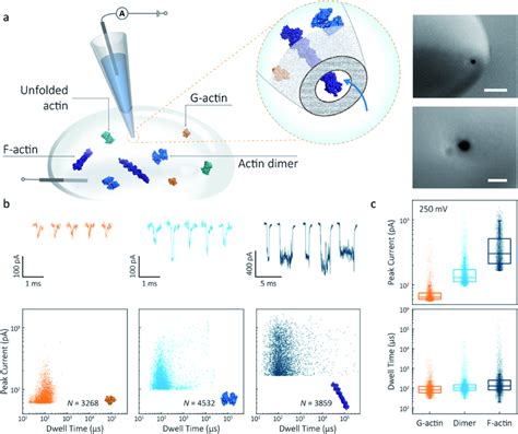 Nanopore Detection Of Actin Macromolecular States A Schematic Of Download Scientific Diagram