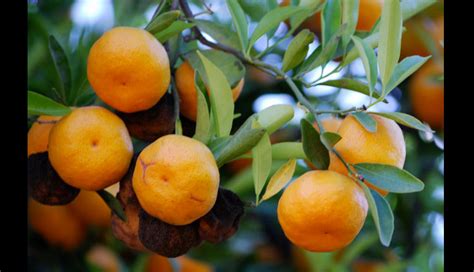 5 Species That Ended Because Of Humans