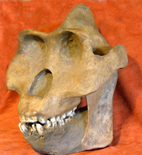 Skull Of Gigantopithecus Blacki Exact Replica In Polyester Etsy