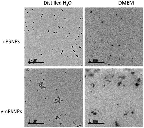 Nanoplastics As A Potential Environmental Health Factor Effects Of Polystyrene Nanoparticles On