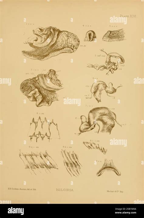 Land And Freshwater Mollusca Of India London Taylor And Francis