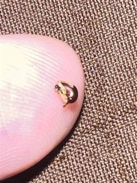 Bed Bug Nymph R Bedbugs