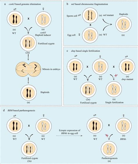 Schematic Representation Of Genome Elimination And Parthenogenesis The Download Scientific