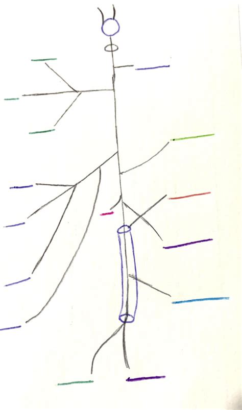 Trigeminal Nerve V3 Diagram Quizlet