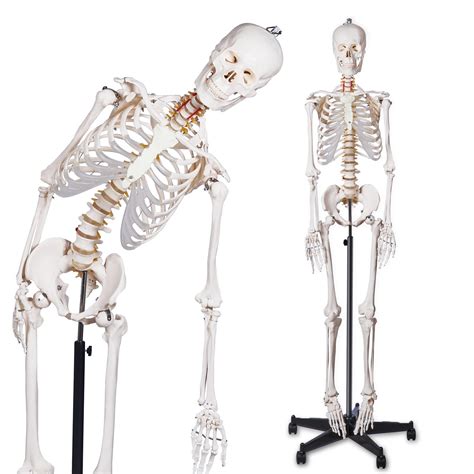 Breesky 708 Inches Flexible Human Skeleton Model For Anatomy Life Size Medical