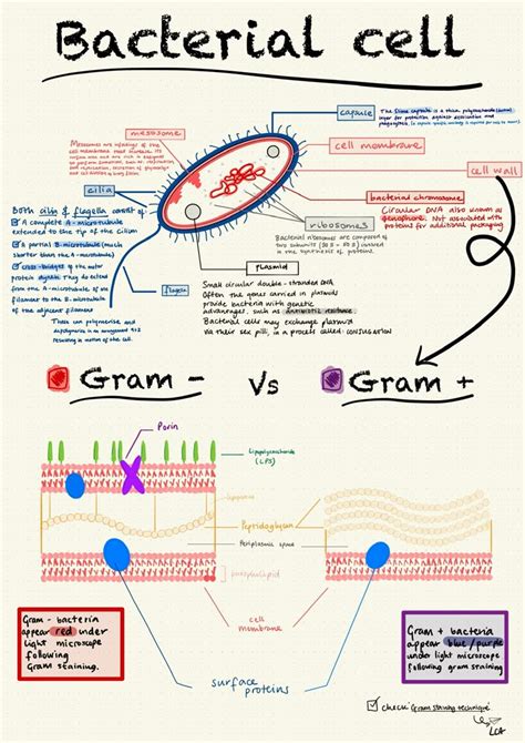 Bacterial Cell Structure And Function