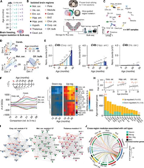 Figure 1 From Atlas Of The Aging Mouse Brain Reveals White Matter As Vulnerable Foci Semantic