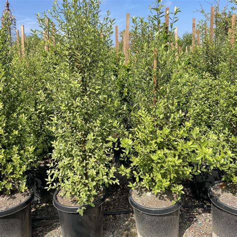 Pittosporum Tenuifolium Hedge Pittosporum Tenuifolium Silver Sheen
