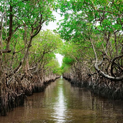 Tumblr Sexy Tree Contest Round 2 Blue Jacaranda Mangrove Tree