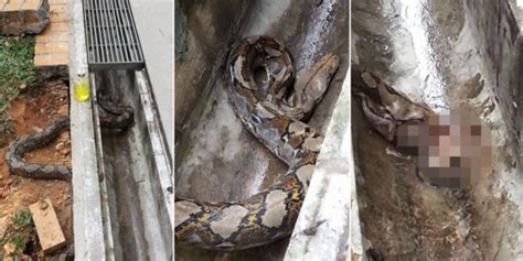 Python Regurgitates Huge Rat In HDB Drain As ACRES Arrives To Rescue Snake