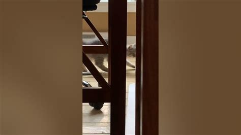 Tiny Explorer Cute Kitten Youtube