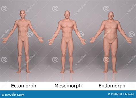 3d Render Illustration Of Male Body Type Front Side Stock
