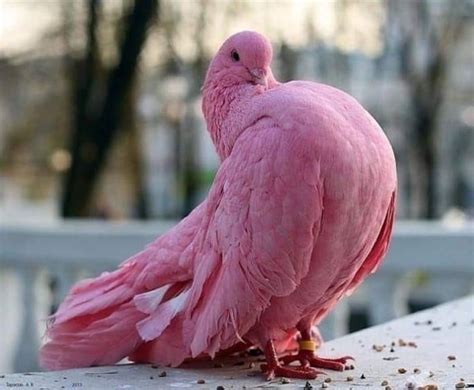 Are Pigeons Rare At Steve Bushnell Blog