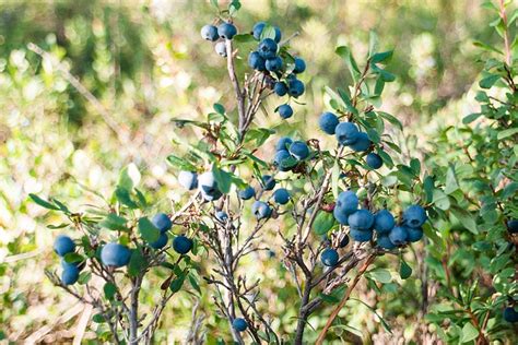 Топ 12 северных съедобных диких лесных ягод в 2025 году с названиями описанием и фото