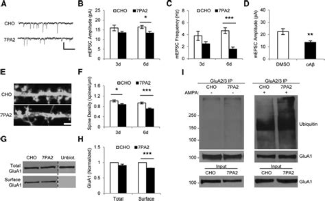 A Induced Synaptic Alterations Coincide With Enhanced Ampar Download Scientific Diagram