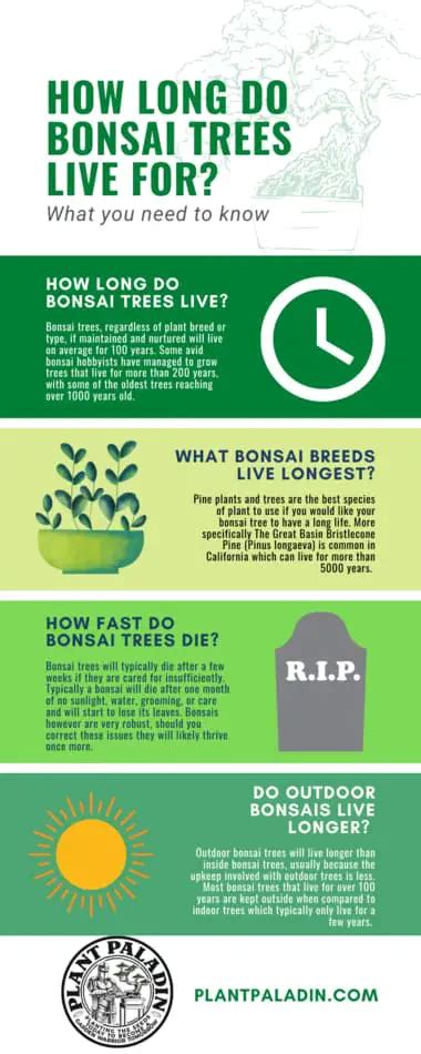 How Long Do Bonsai Trees Live All You Need To Know Plant Paladin
