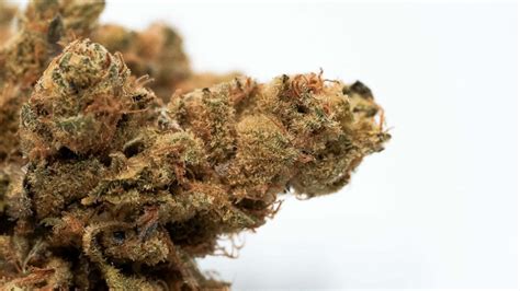 Le Trichoderma Définition Et Bienfaits Pour La Culture De Cannabis