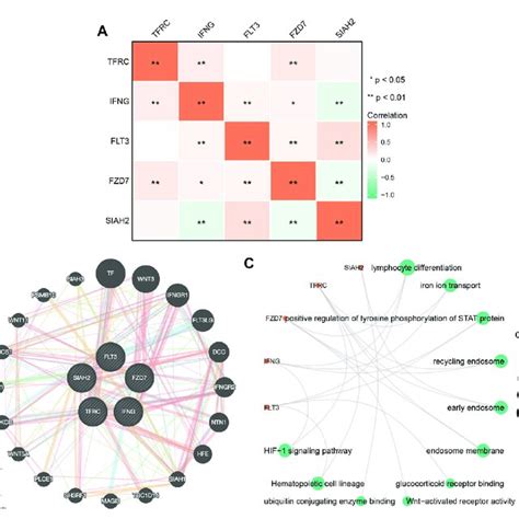 a gene correlation network diagram of prognostic model b model
