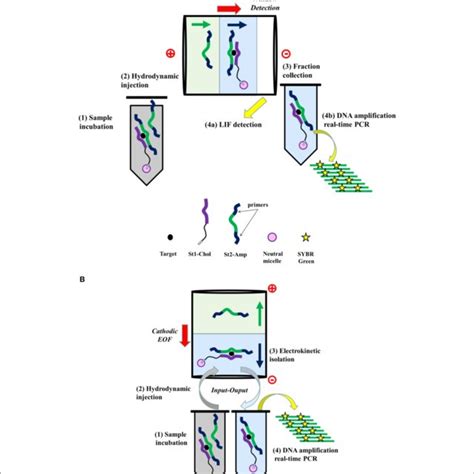 General Principle Of The Aptamer Assay Based On The Isolation Of