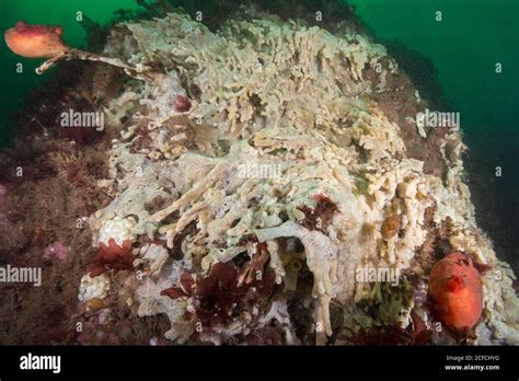 Compound Sea Squirt Didemnum Vexillum This Invasive Colonial Tunicate Is A Quickly Spreading