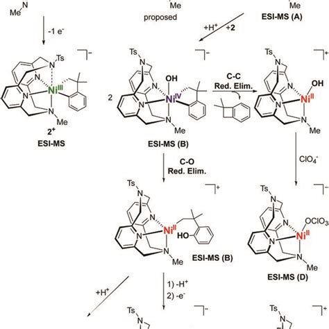 Proposed Mechanism For The Oxidatively Induced CC And CO Bond Download Scientific Diagram