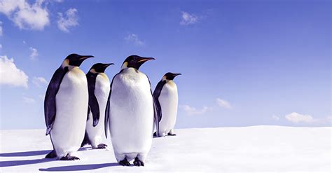 How To Ensure Linux Cyber Security At Scale An Uptycs Guide