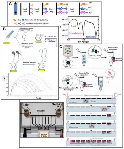 A Schematic Representation Of The Multiplexed Immunosensor Developed