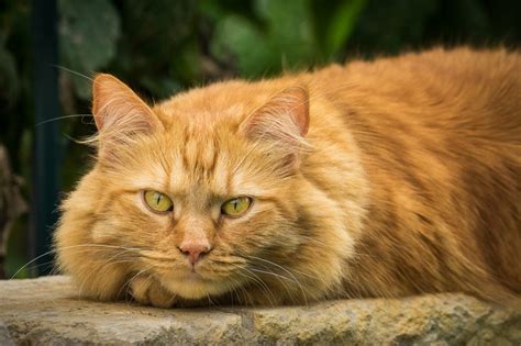 Maine Coon Cat Free Stock Photo Public Domain Pictures