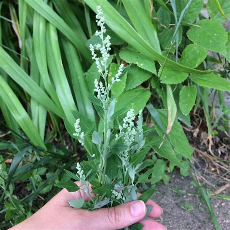 Identifying Lambs Quarters — Four Season Foraging