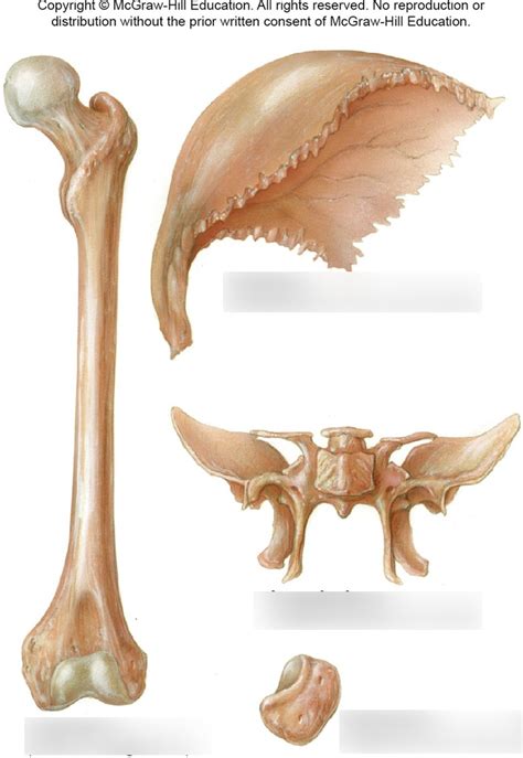 diagram of ch 7 type of bones quizlet