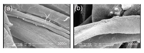 Sem Micrographs Of Different Samples A Untreated B Treated With