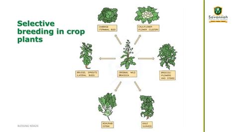 Variation And Natural Selection Igcse Biology Pdf