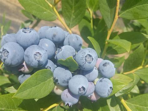 블루베리농장의 하루 블루베리 수확중~ 네이버 블로그