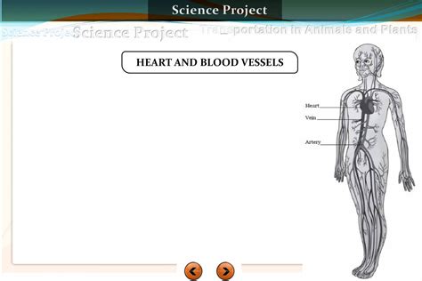 Respiration In Organism Class CBSE SCIENCE PowerPoint Slides LearnPick India