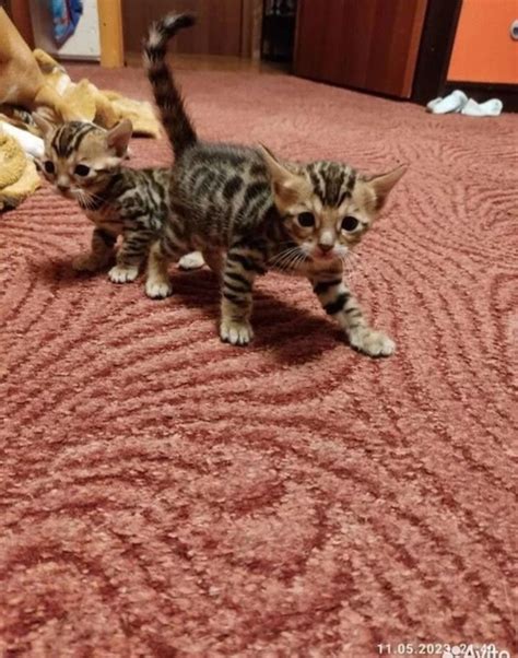 Маленькие котята Родились 08 04 23 Готовы к новой семье Девочка и мальчик Кушают влажный и