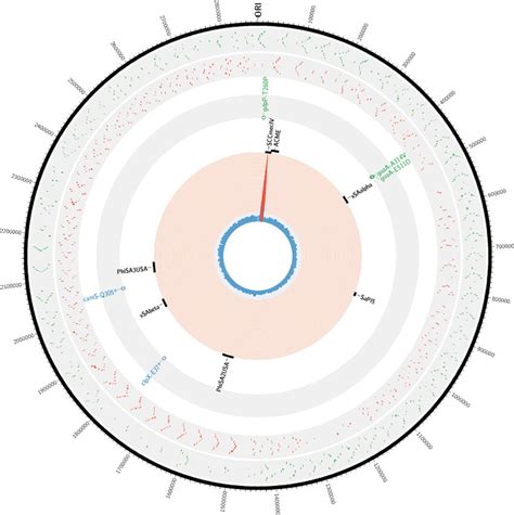 Chromosomal Organization Of Strain Hor34 Depicting Expansion Of The Download Scientific Diagram