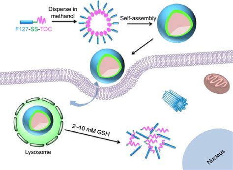 Schematic Illustration Of Self Assembly Of F127 Ss Toc Micelles And