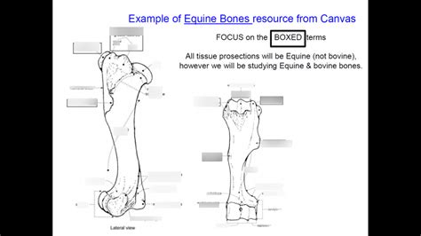 Prominences Of The Equine Humerus Diagram Quizlet
