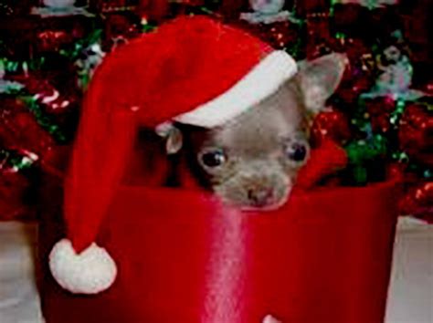 🔥 50 Mon Chi Chi Wallpapers Wallpapersafari